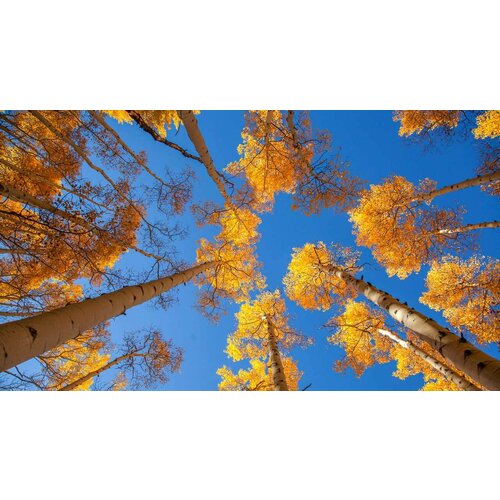Картина на холсте 60x110 Альянс Лес "Небо осина листья осень" на подрамнике / интерьер/ декор