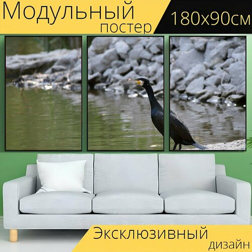 Модульный постер "Баклан, птица, воды" 180 x 90 см. для интерьера