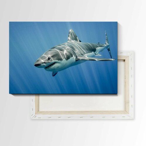 Картина на холсте - "Белая акула" размер 50-75 см