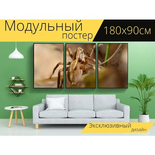 Модульный постер "Паук, коричневый, животное" 180 x 90 см. для интерьера