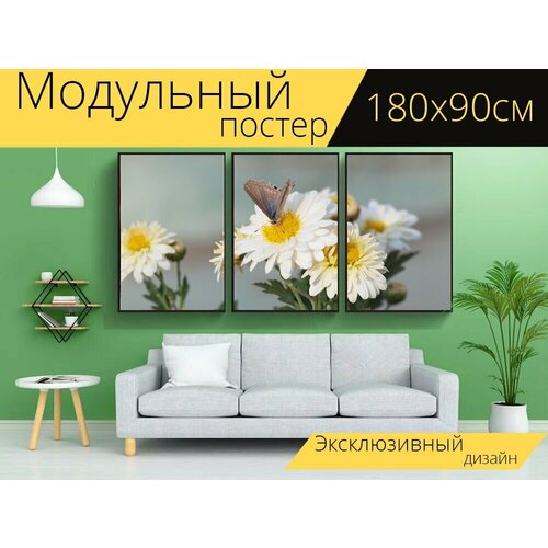 Модульный постер "Хризантема, цветы, цветок" 180 x 90 см. для интерьера