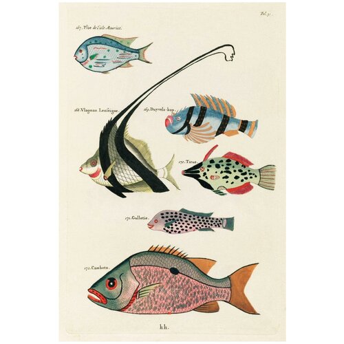 Постер / Плакат / Картина Рыбы - Список морских рыб 50х70 см в раме