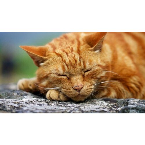 Картина на холсте 60x110 LinxOne "Кот спит макро рыжий мордашка" интерьерная для дома / на стену / на кухню / с подрамником