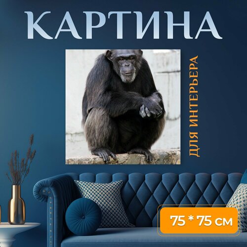 Картина на холсте "Шимпанзе, примат, обезьяна" на подрамнике 75х75 см. для интерьера