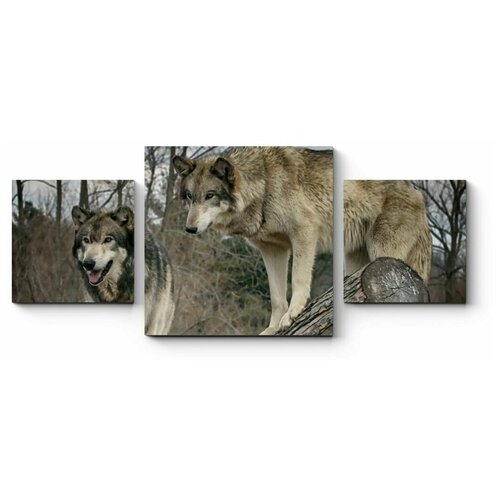 Модульная картина Волки в осеннем лесу 210x90
