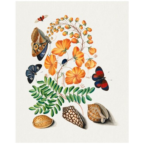 Постер / Плакат / Картина Бабочки - Бабочки с яркими цветами и ракушками 60х90 см в подарочном тубусе