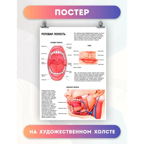 Постер на холсте анатомия полости рта биология больница 60х80 см
