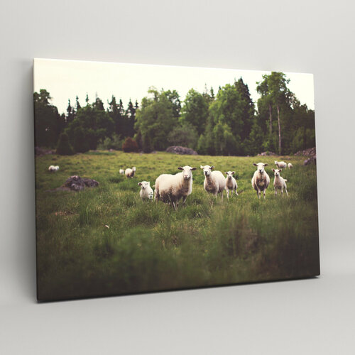 Картина на холсте (интерьерный постер) "Барашки на поле" животные с деревянным подрамником, размер 60х45 см