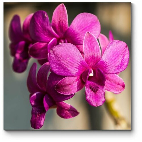 Модульная картина Королева цветов - прекрасная орхидея 30x30
