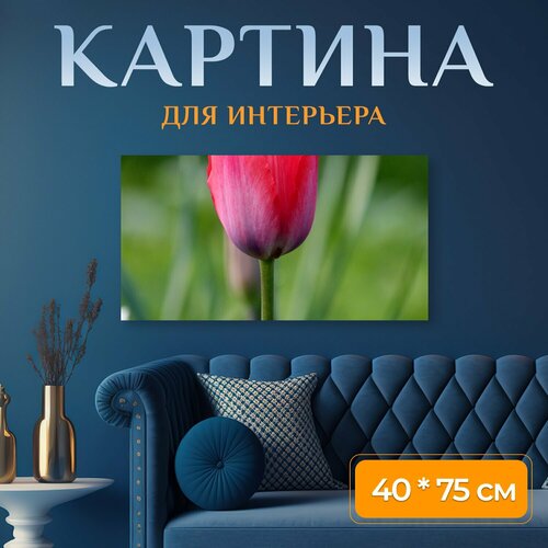 Картина на холсте "Тюльпан, природа, цветок" на подрамнике 75х40 см. для интерьера