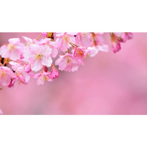 Картина на холсте 60x110 LinxOne "Sakura ветка цветы Cherry Blossoms" интерьерная для дома / на стену / на кухню / с подрамником
