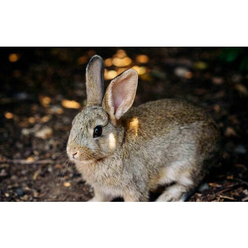 Картина на холсте 60x110 LinxOne "Кролик, милый, заяц, животное" интерьерная для дома / на стену / на кухню / с подрамником