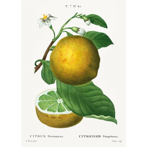 Постер / Плакат / Картина Фрукты - Грейпфрут на ветке 50х70 см в раме