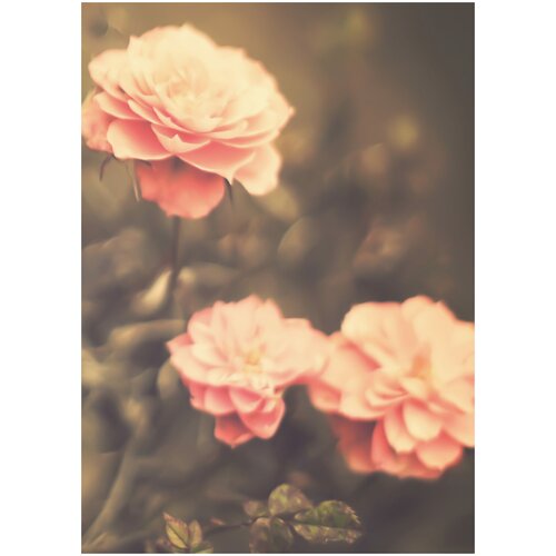 Постер / Плакат / Картина Винтажные розы в саду 40х50 см в подарочном тубусе