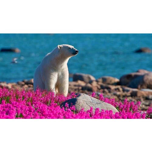 Картина на холсте 60x110 LinxOne "Белый медведь море полевые цветы" интерьерная для дома / на стену / на кухню / с подрамником