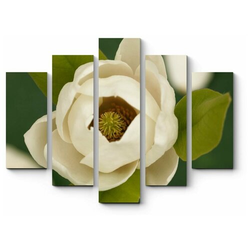 Модульная картина Красота цветка магнолии 145x116