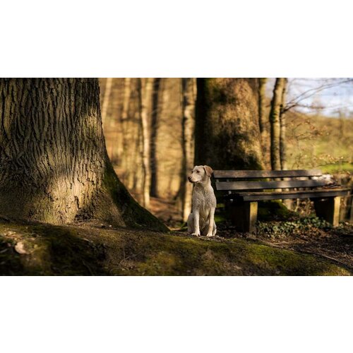 Картина на холсте 60x110 LinxOne "Собака взгляд дерево скамья друг" интерьерная для дома / на стену / на кухню / с подрамником