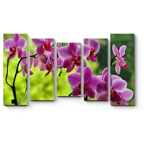 Модульная картина Неподражаемые орхидеи 90x54