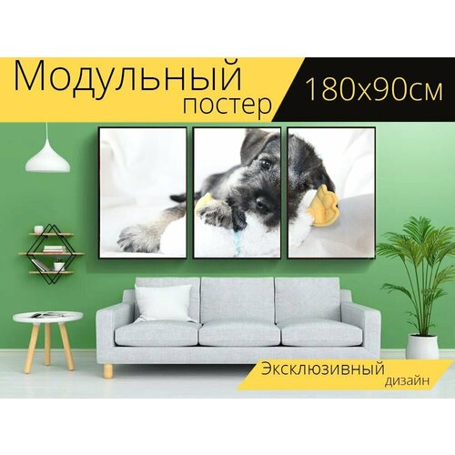 Модульный постер "Шнауцер, собака, щенок" 180 x 90 см. для интерьера