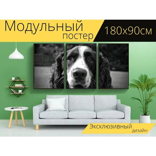 Модульный постер "Спаниель, английский, собака" 180 x 90 см. для интерьера