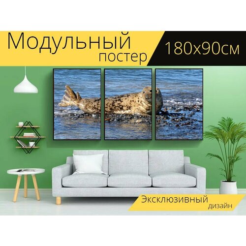 Модульный постер "Тюлень, собака тюлень, природа" 180 x 90 см. для интерьера