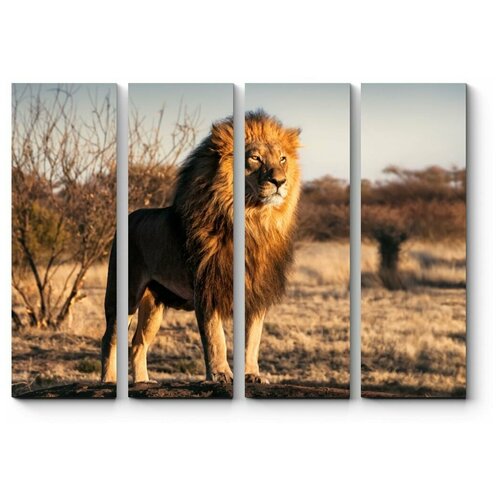 Модульная картина Одинокий лев 100x75