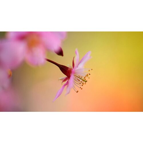 Картина на холсте 60x110 LinxOne "Розовый вишня цветок" интерьерная для дома / на стену / на кухню / с подрамником