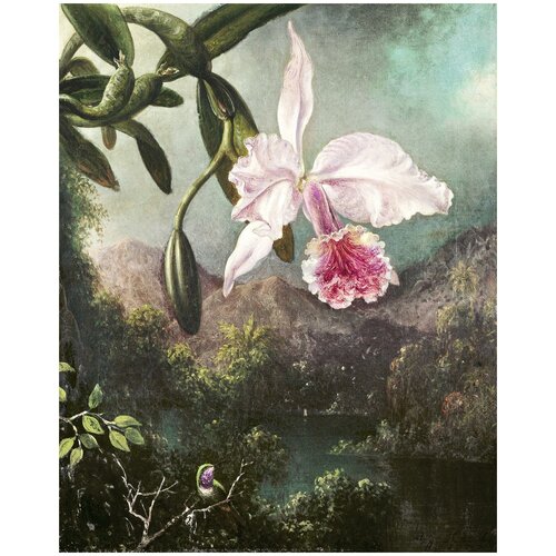 Постер / Плакат / Картина Цветущая орхидея 60х90 см в подарочном тубусе