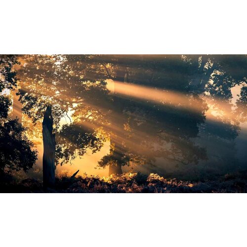 Картина на холсте 60x110 LinxOne "Деревья лес солнечные лучи" интерьерная для дома / на стену / на кухню / с подрамником