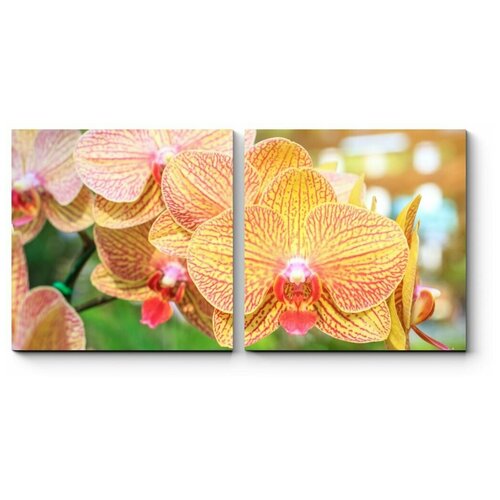 Модульная картина Тайская орхидея 60x30