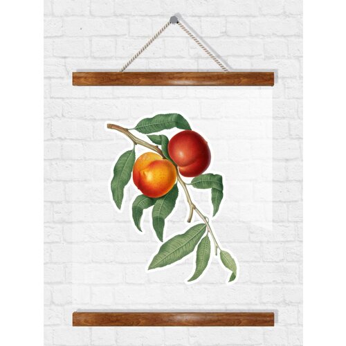 Постер / Плакат / Картина Прозрачный постер - Ветка с персиками и листьями 40x50