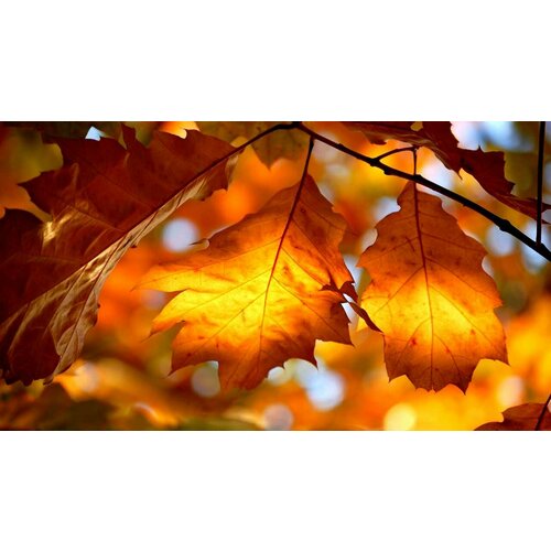 Картина на холсте 60x110 Альянс Лес "Природа свет листва осень" на подрамнике / интерьер/ декор