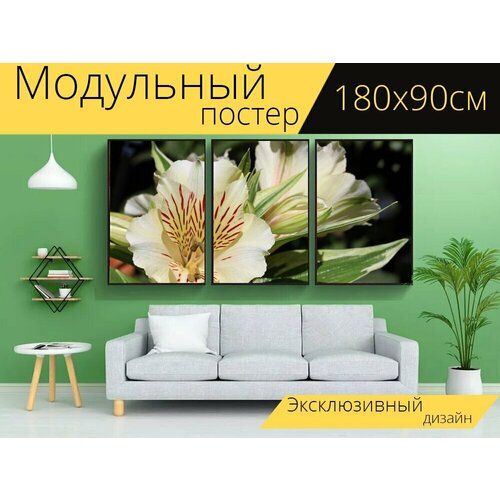 Модульный постер "Перуанская лилия, цветы, завод" 180 x 90 см. для интерьера