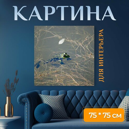 Картина на холсте "Лягушка, амфибия, амфибии" на подрамнике 75х75 см. для интерьера
