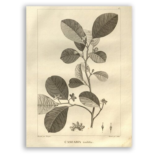 Гравюра Постер на бумаге / Casearia tinifolia / Казеария