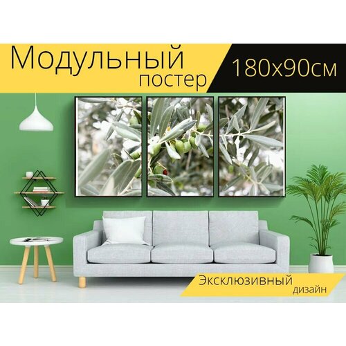 Модульный постер "Оливки, ветка оливы, средиземноморье" 180 x 90 см. для интерьера