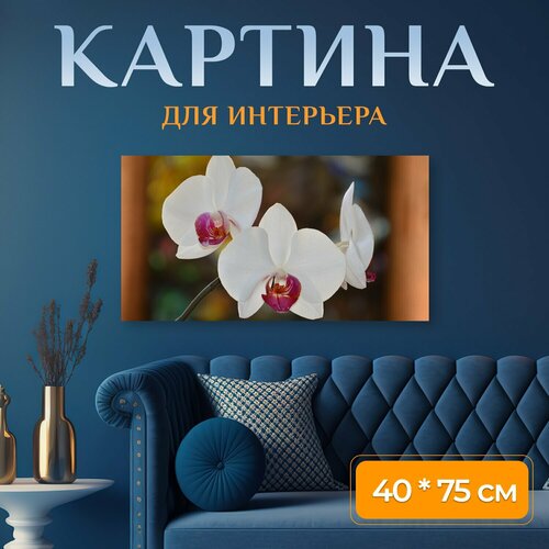 Картина на холсте "Орхидея, экзотика, белая орхидея" на подрамнике 75х40 см. для интерьера