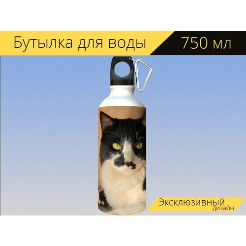 Бутылка фляга для воды "Кот, кошачий, черное и белое" 750 мл. с карабином и принтом