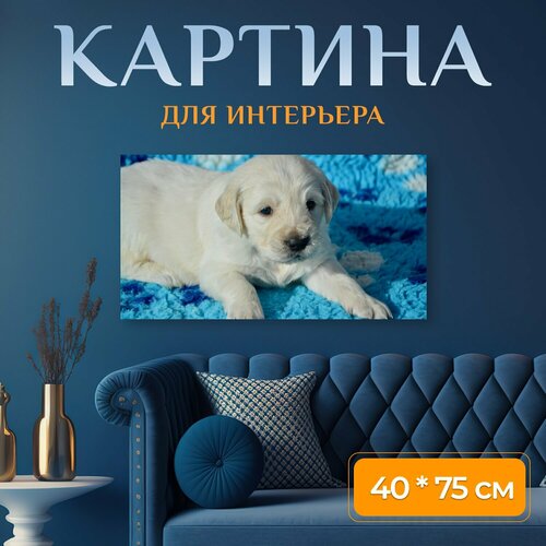 Картина на холсте "Собака, золотой ретривер щенок, молодая собака" на подрамнике 75х40 см. для интерьера