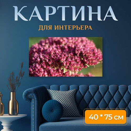 Картина на холсте "Очиток, толстолистное растение, цвести" на подрамнике 75х40 см. для интерьера