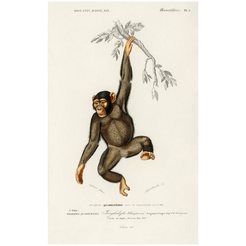 Постер / Плакат / Картина Шимпанзе 50х70 см в раме