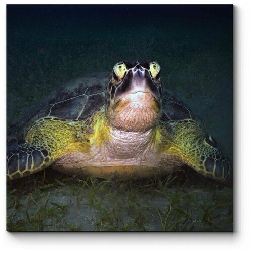 Модульная картина Зеленая черепаха ночью 30x30