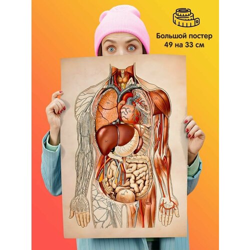 Постер Анатомия человека Органы
