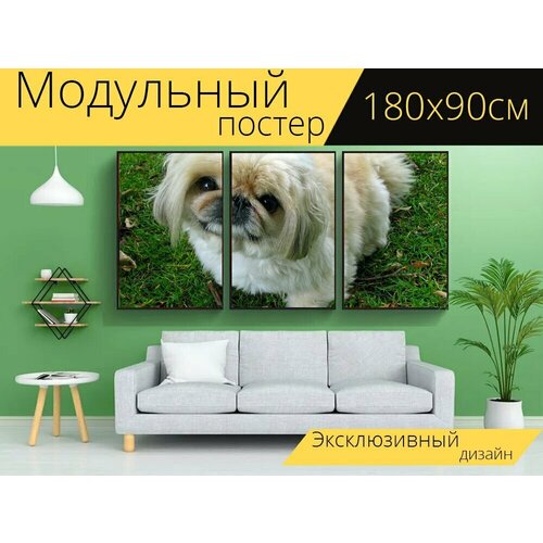 Модульный постер "Пекинес, собака, домашний питомец" 180 x 90 см. для интерьера