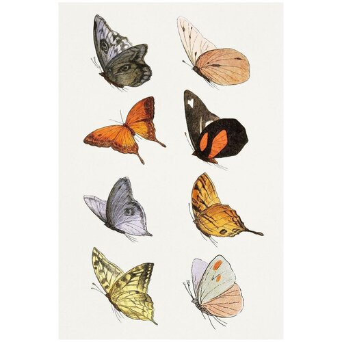 Постер / Плакат / Картина Бабочки - Полёт бархатных бабочек 60х90 см в раме