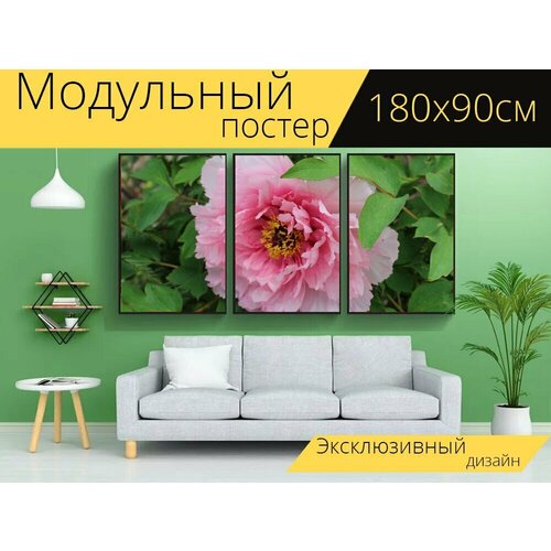 Модульный постер "Пион, цвести, розовый цветок" 180 x 90 см. для интерьера