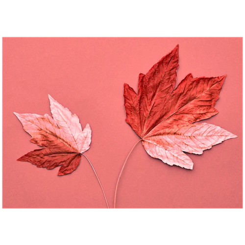 Постер / Плакат / Картина Розовые листья 60х90 см в подарочном тубусе