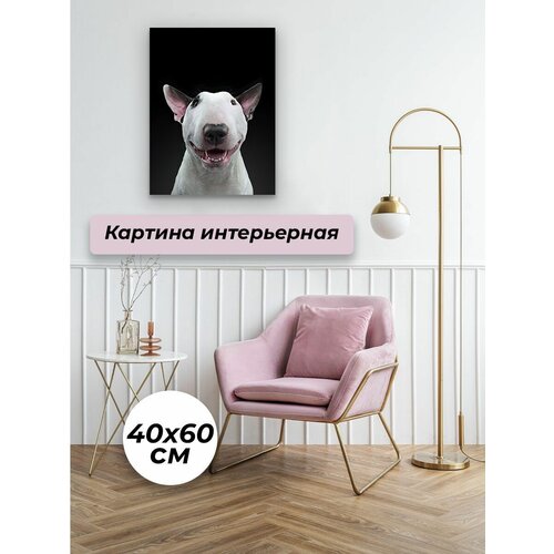 Картины для интерьера 40х60 Собака Смешная Бультерьер