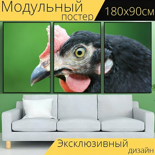 Модульный постер "Курица, домашняя птица, со свободным выгулом" 180 x 90 см. для интерьера