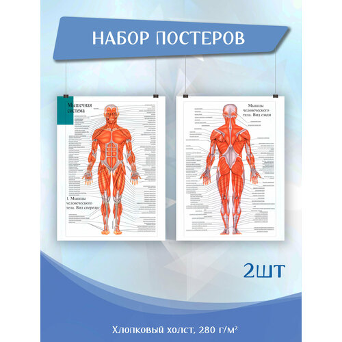 Набор постеров на холсте 2 шт - Анатомия человека мышцы 50х70 см